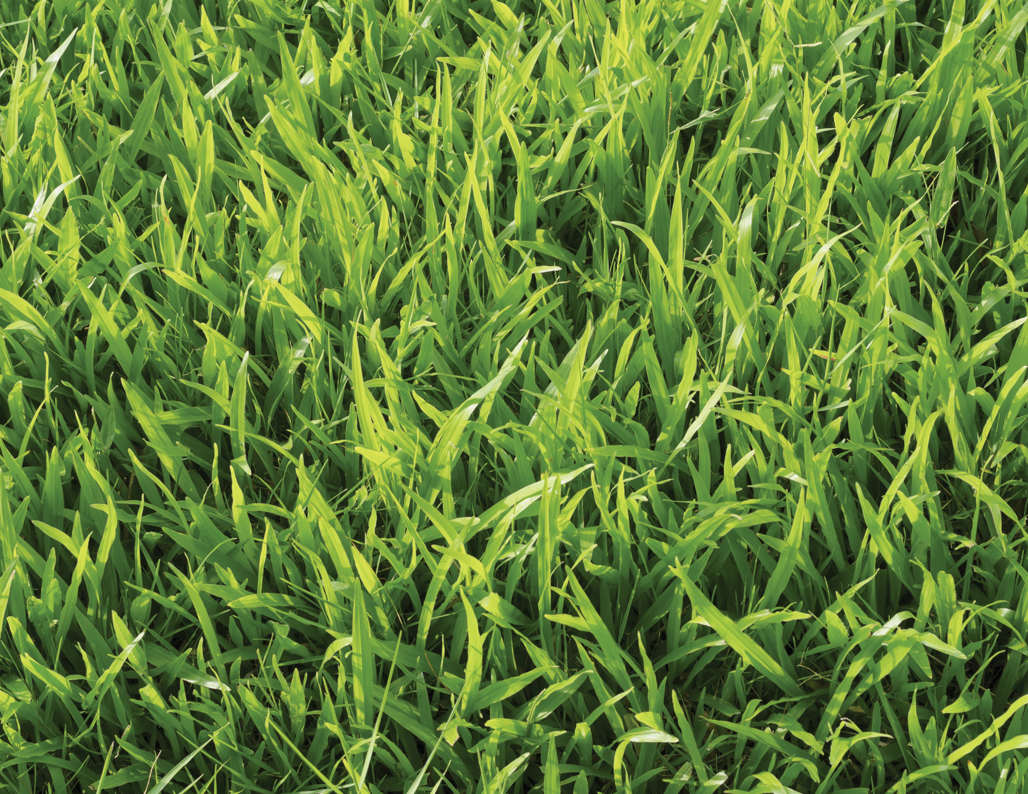 ‘Tis the season for lawn height enforcement | News, Sports, Jobs ...